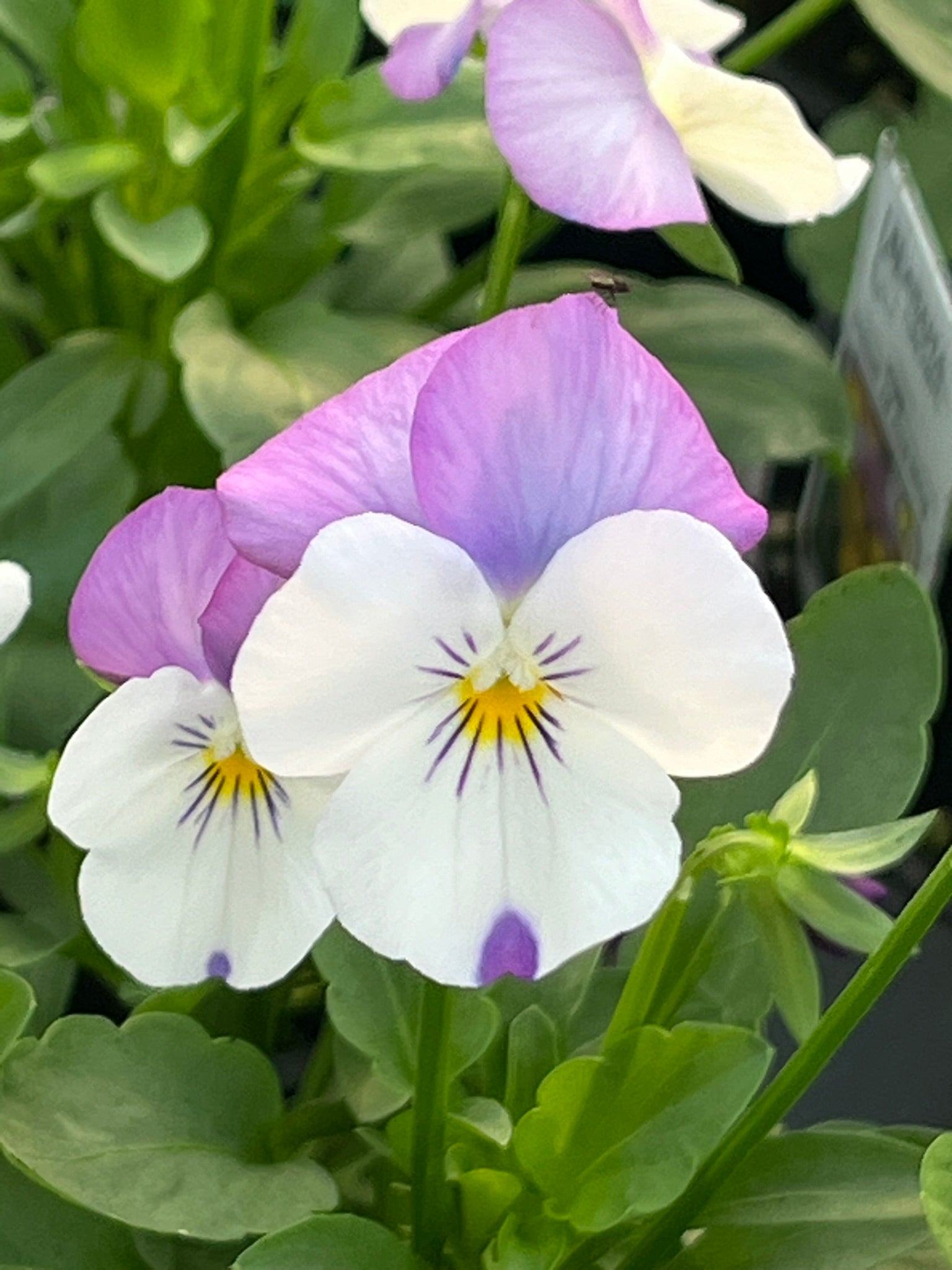 Viola, Pink Jump-Up – Plant Hoarder